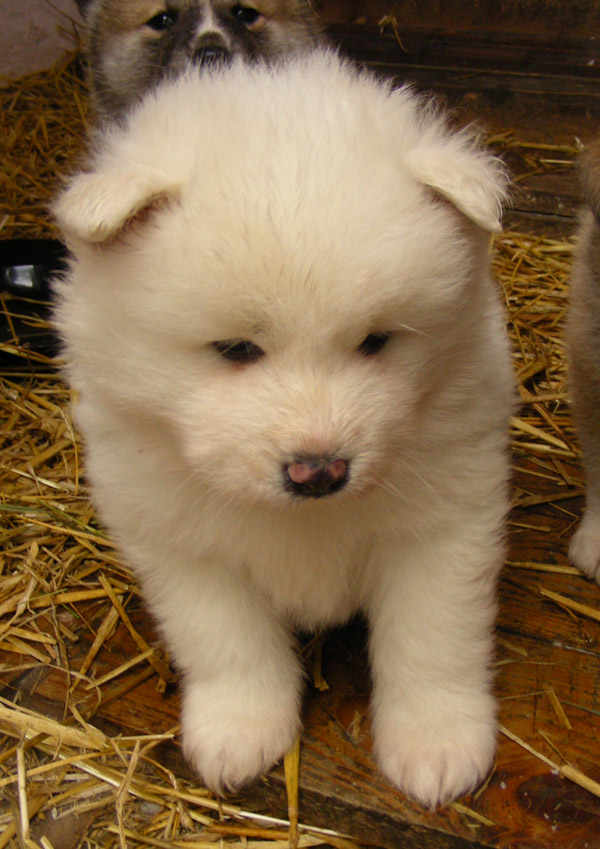 La Olla Exprezza: PERROS IDEALES PARA COMPAÑIA