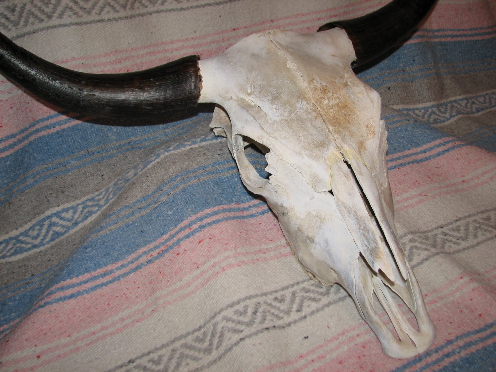 Springridge Ranch Grass-Fed Yak-Cross Beef: Yak Skulls For Sale