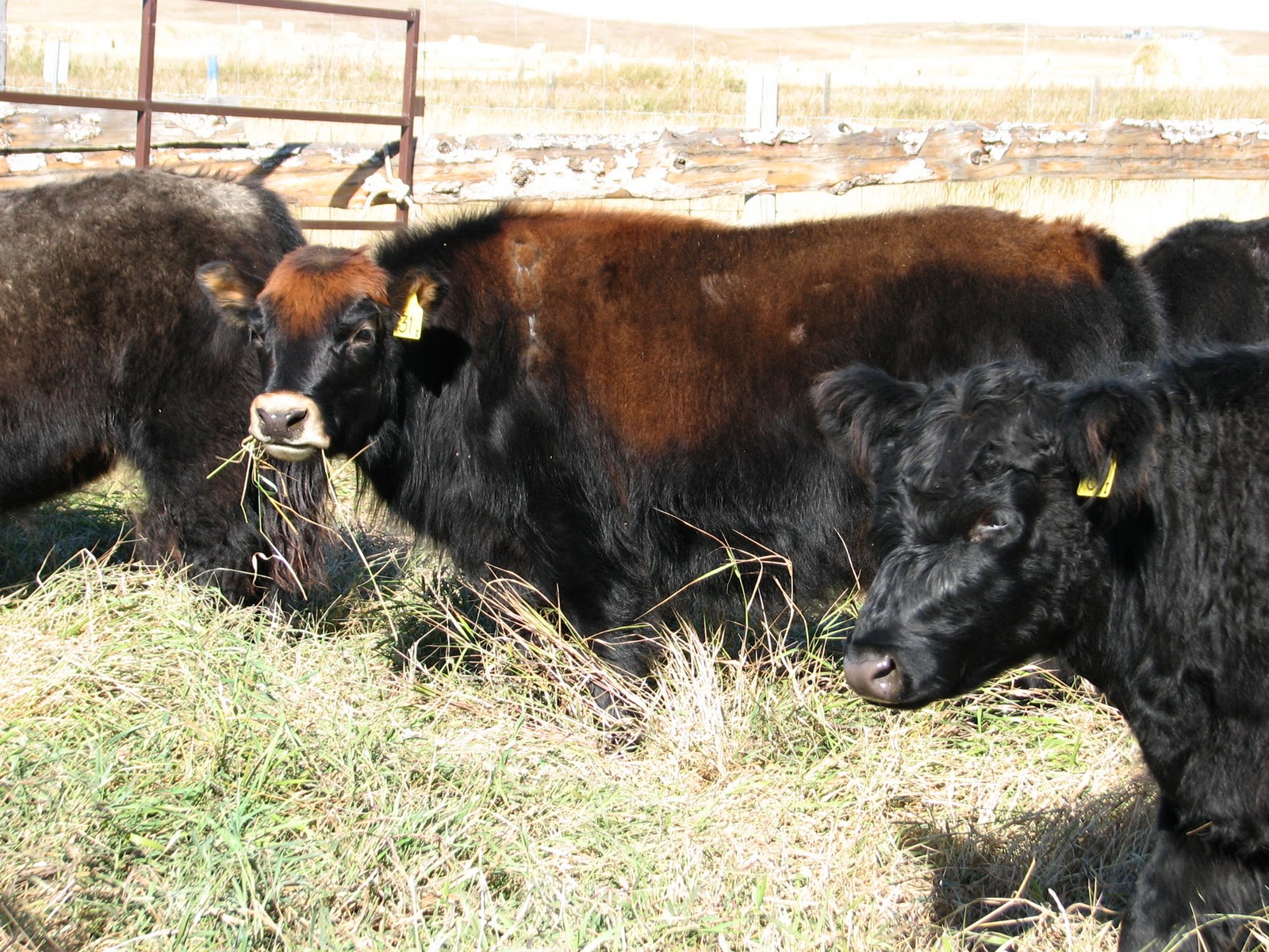 Springridge Ranch Grass-Fed Yak-Cross Beef: The Great Yak Round Up ...