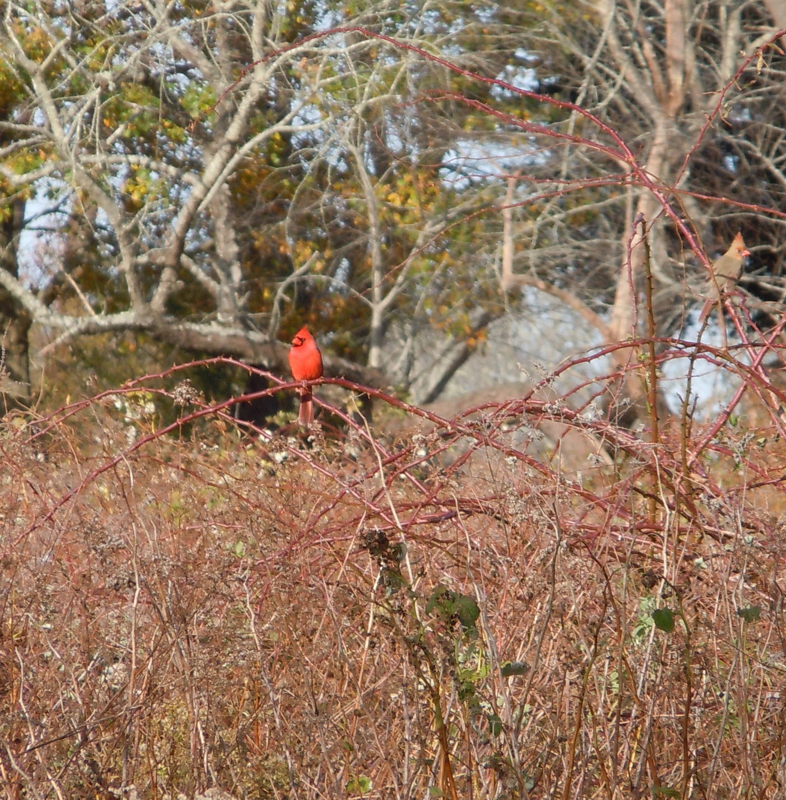 Catbird Scout: Sanctuary