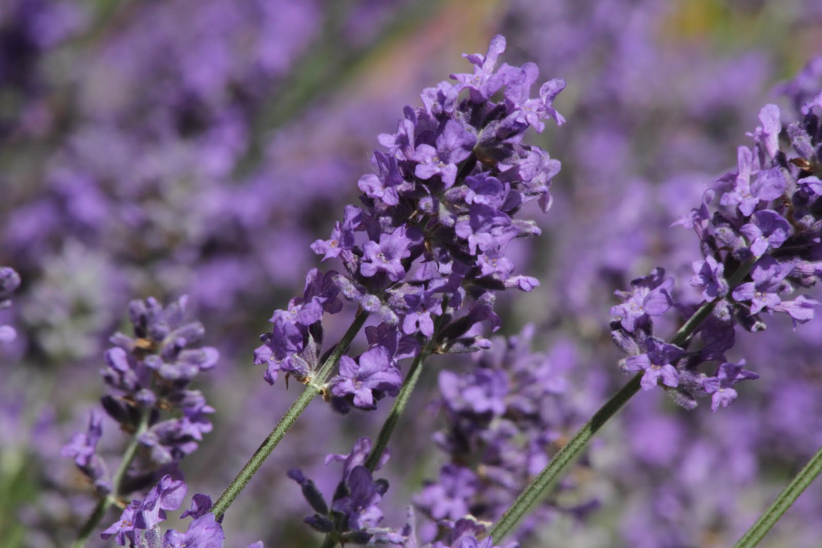 Views from my Garden Gate: Lavender Blue dilly dilly