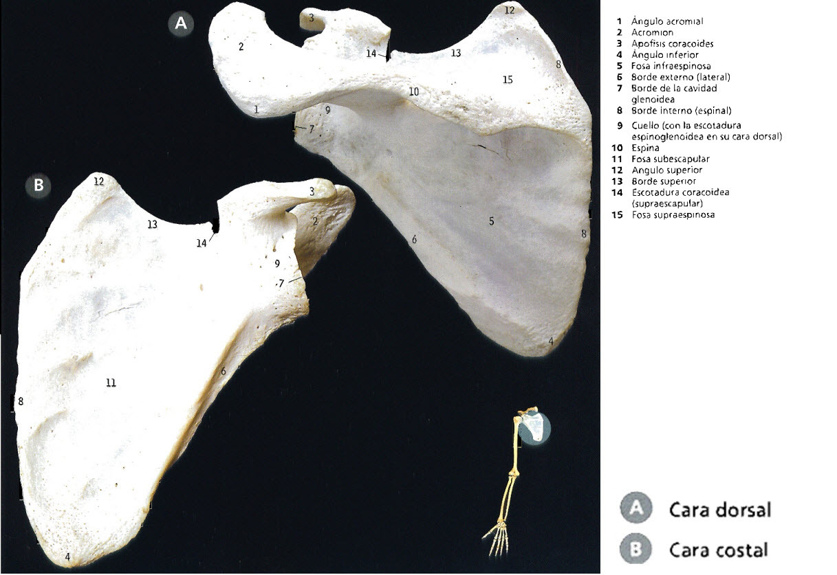 TaLLeR 2 ANALOGIAS!!!!!: ANALOGÍA: Hueso,. escapula