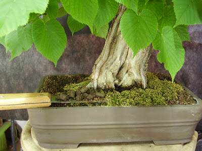 Tecnicas: Defoliación