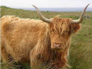 BEORNOTBE: Vacas Escocesas, Highland Cattle.