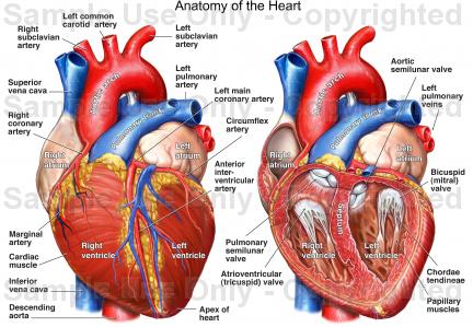 Human Cardiac and Respiratory Systems: Human Cardiac and Respiratory ...