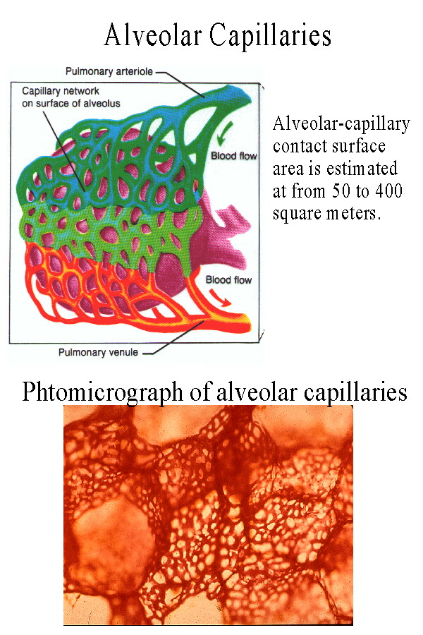 Human Cardiac and Respiratory Systems: Structure Of Arteries, Veins and ...
