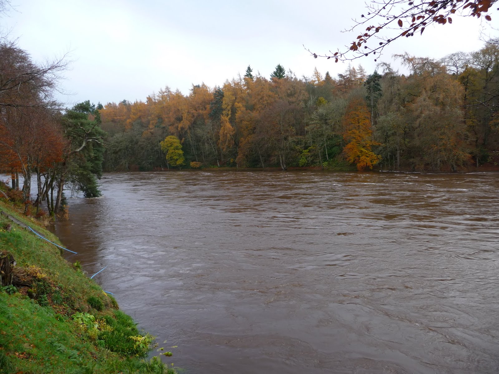Salmon Fishing Scotland.: Salmon Fishing Scotland River Tay in Full ...