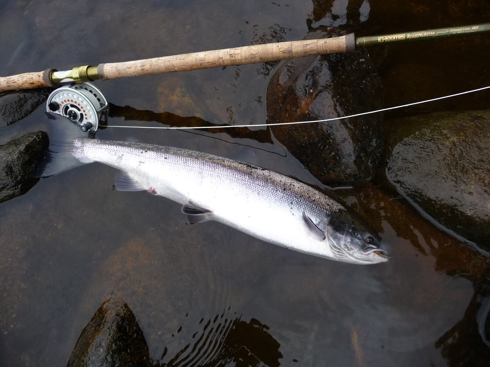 Salmon Fishing Scotland.: Salmon Fishing Scotland Catching Quality ...