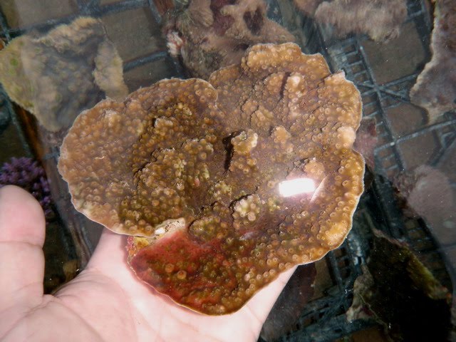 My Coral Adventures: Tonga - Day 5!