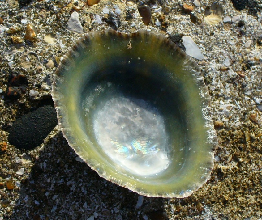 Dave Hubble's ecology spot: Iridescence in the common limpet (Patella ...