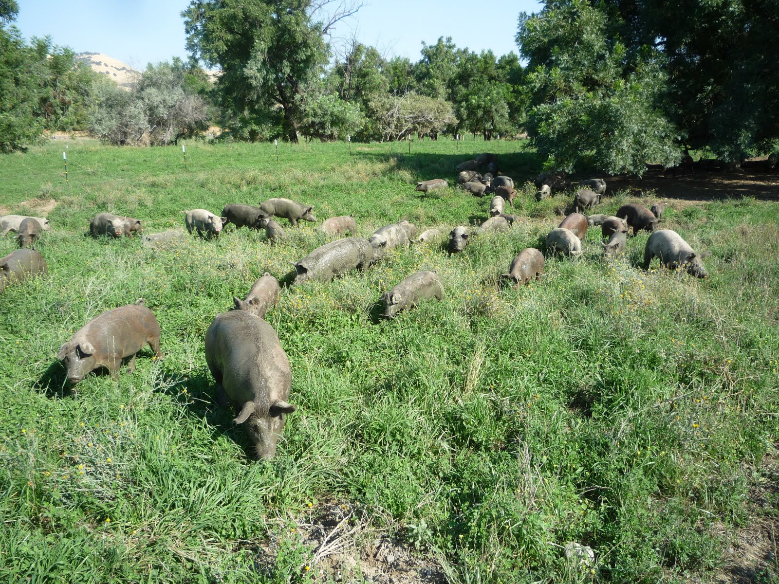 Riverdog Farm Hog Blog: Pigs in Summer Pasture