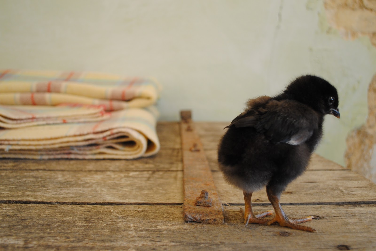 darty and pike: Little Chick becomes Medium Chick