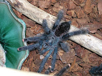 Welcome to Storytime...Plus!: Library Pet Draws a Crowd