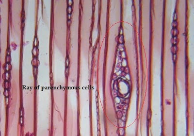 Tracheids Cross Section