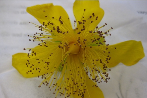 UBC Biology 343 Blog: LAB 3