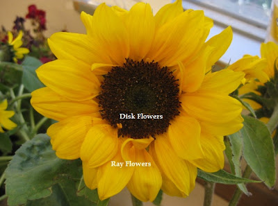 UBC Biology 343 Blog: LAB 3