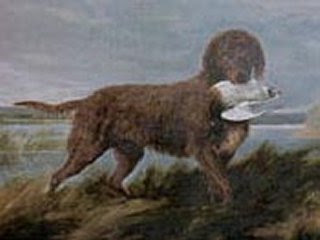 Golden Retrievers and Dogs of the Tweedmouth Strain from the Early ...