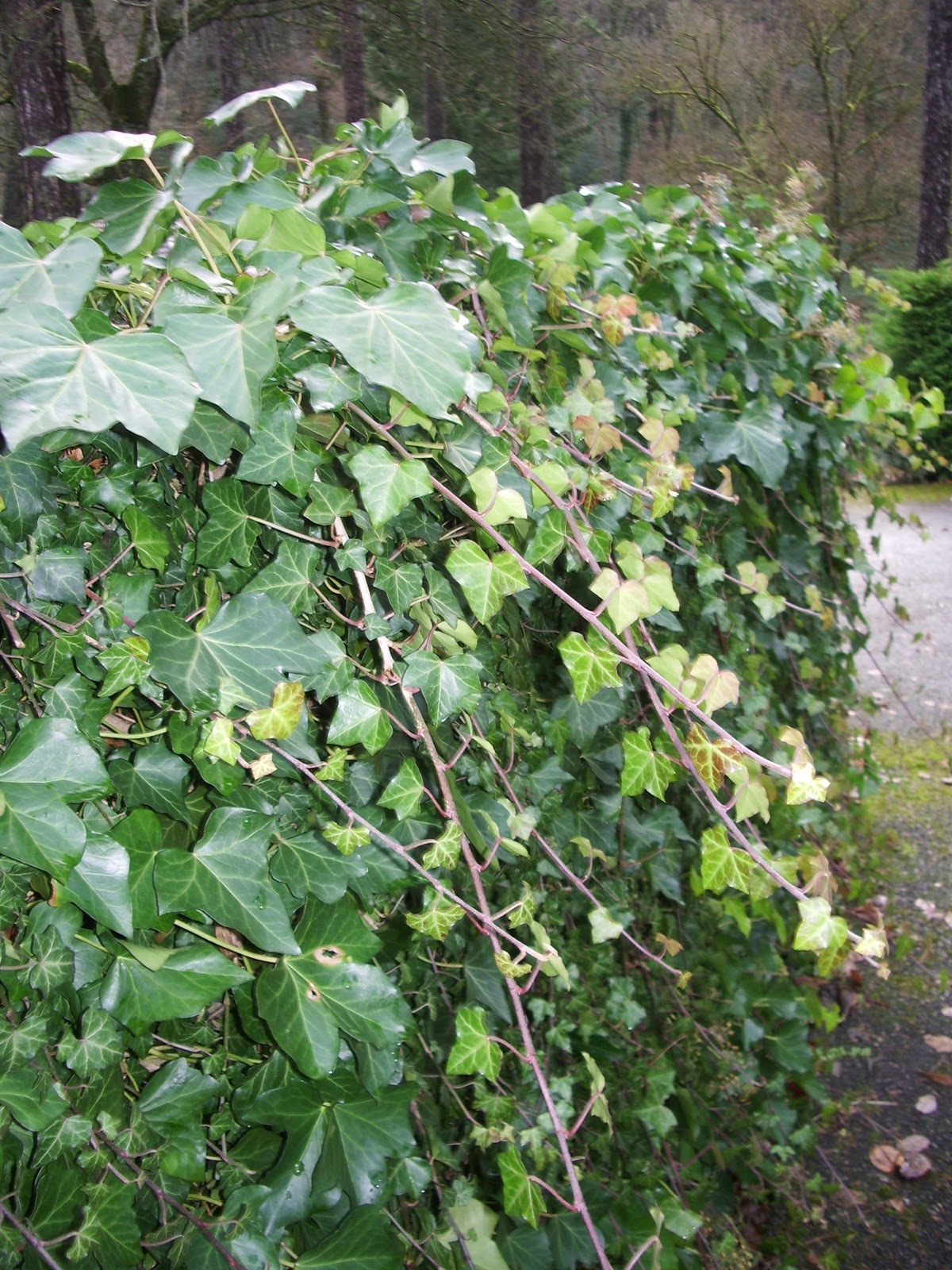 Les Pins Noirs: Hedera helix ou les vertus du lierre