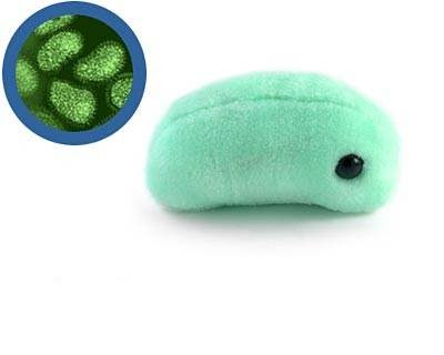Cute & Beautiful Bacteria Toys..........!