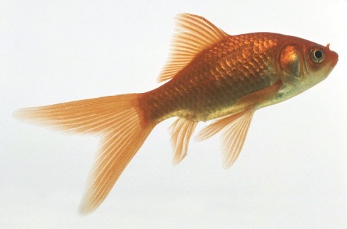 Manage your freshwater aquarium, tropical fishes and plants: The ...