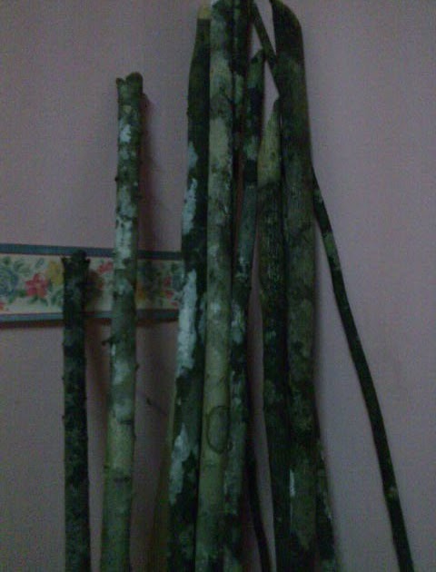 KAYU TAS ATAU HUJAN PANAS ASLI DARI SARAWAK: KAYU HUJAN PANAS ATAU KAYU ...