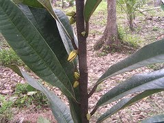 KAYU TAS ATAU HUJAN PANAS ASLI DARI SARAWAK
