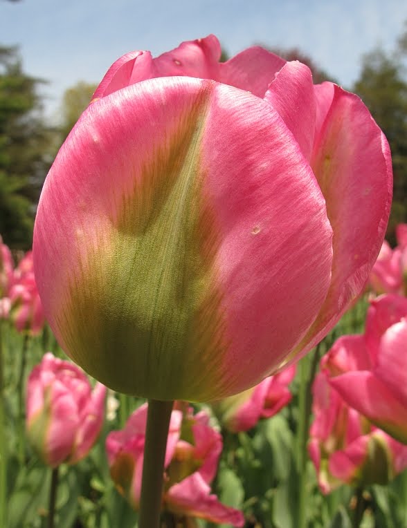 The Mare's Tales - Gypsy Mare Studios: Longwood