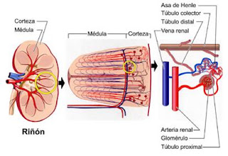 Mecanismos Biofísicos del Sistema Renal.: Circulacion Renal