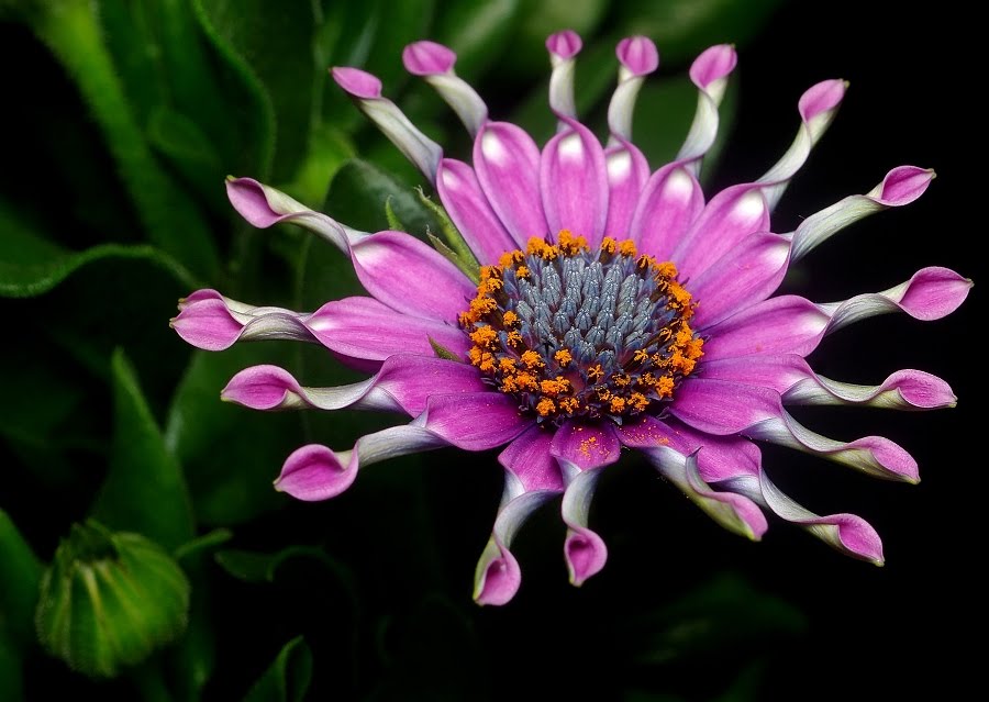 Natuurfotografie: Spaanse margriet