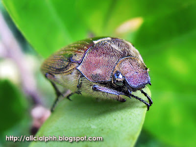 Some1's Voice out There: Pictures of a cute bug with big eyes and lashes