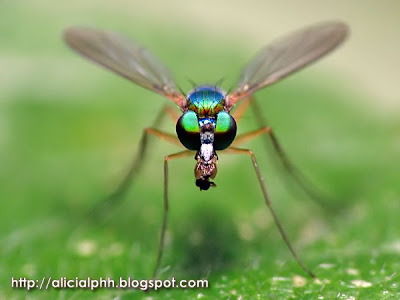 Some1's Voice out There: A Long Legged Fly Feasting