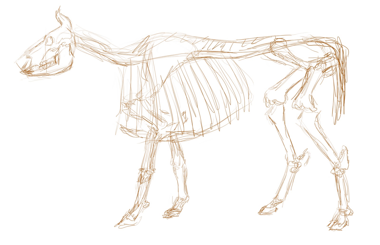 Character Designs by Chelsea: ox anatomy studies