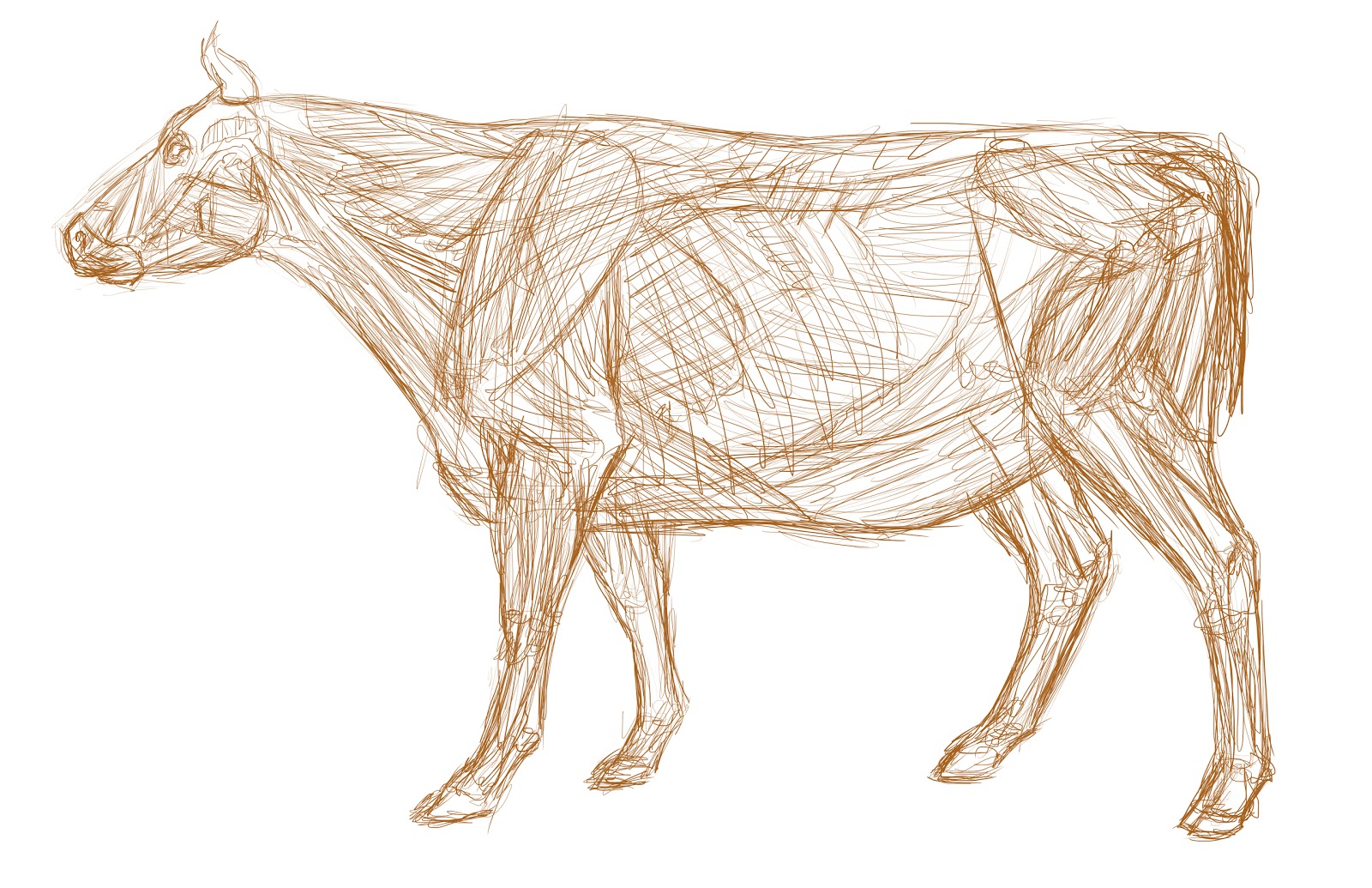 Character Designs by Chelsea: ox anatomy studies