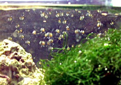 Breed My Fish: Banggai Cardinals