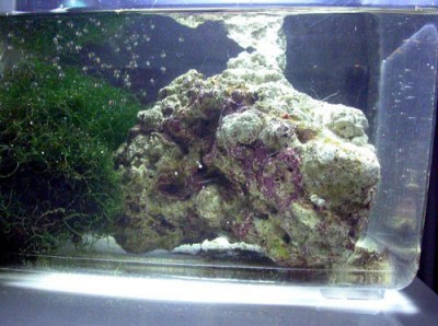 Breed My Fish: Banggai Cardinals