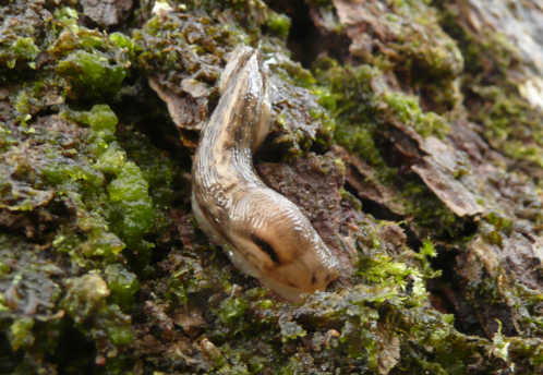 Spindlebrook • no-dig • Market Garden: Two Faces of the Same Life
