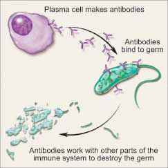human cardiac and respiratory system: The components of plasma and ...