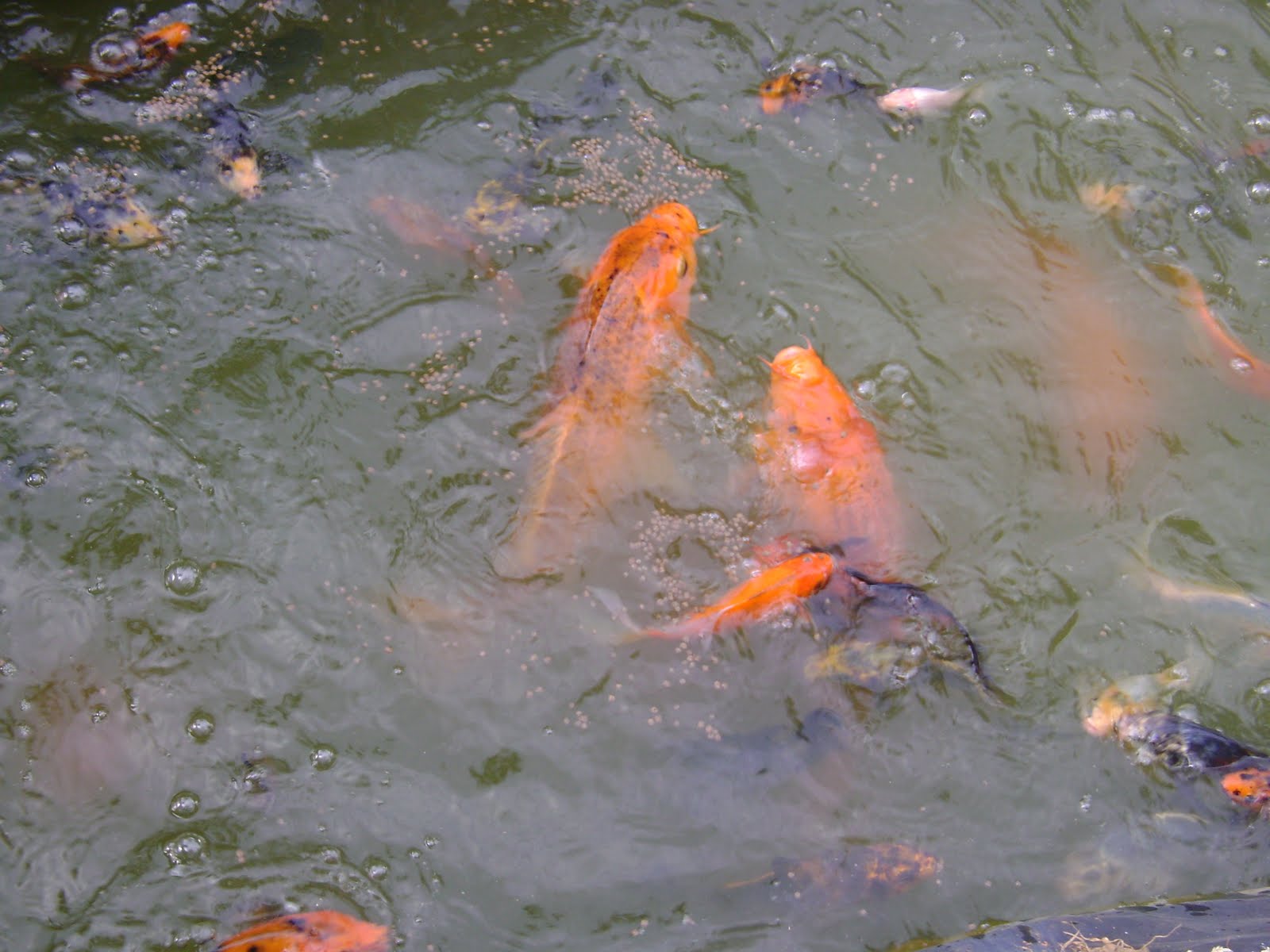 PECES ORNAMENTALES KOI: Lagos Koi