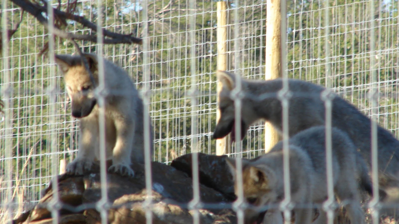 Wide Open Spaces: The Buffalo Wolves