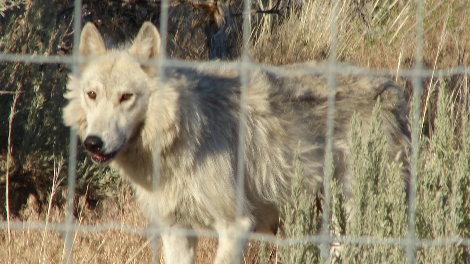 Wide Open Spaces: The Buffalo Wolves