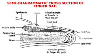 Beauty Antidote Journal: Nail Anatomy