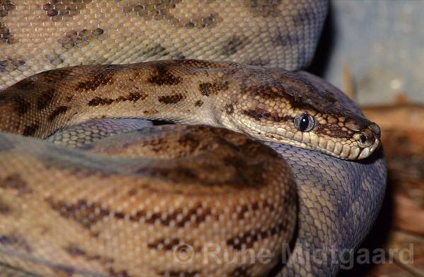 Morelia Snake & Reptile info: Morelia oenpelliensis