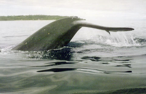 the great brydes whale