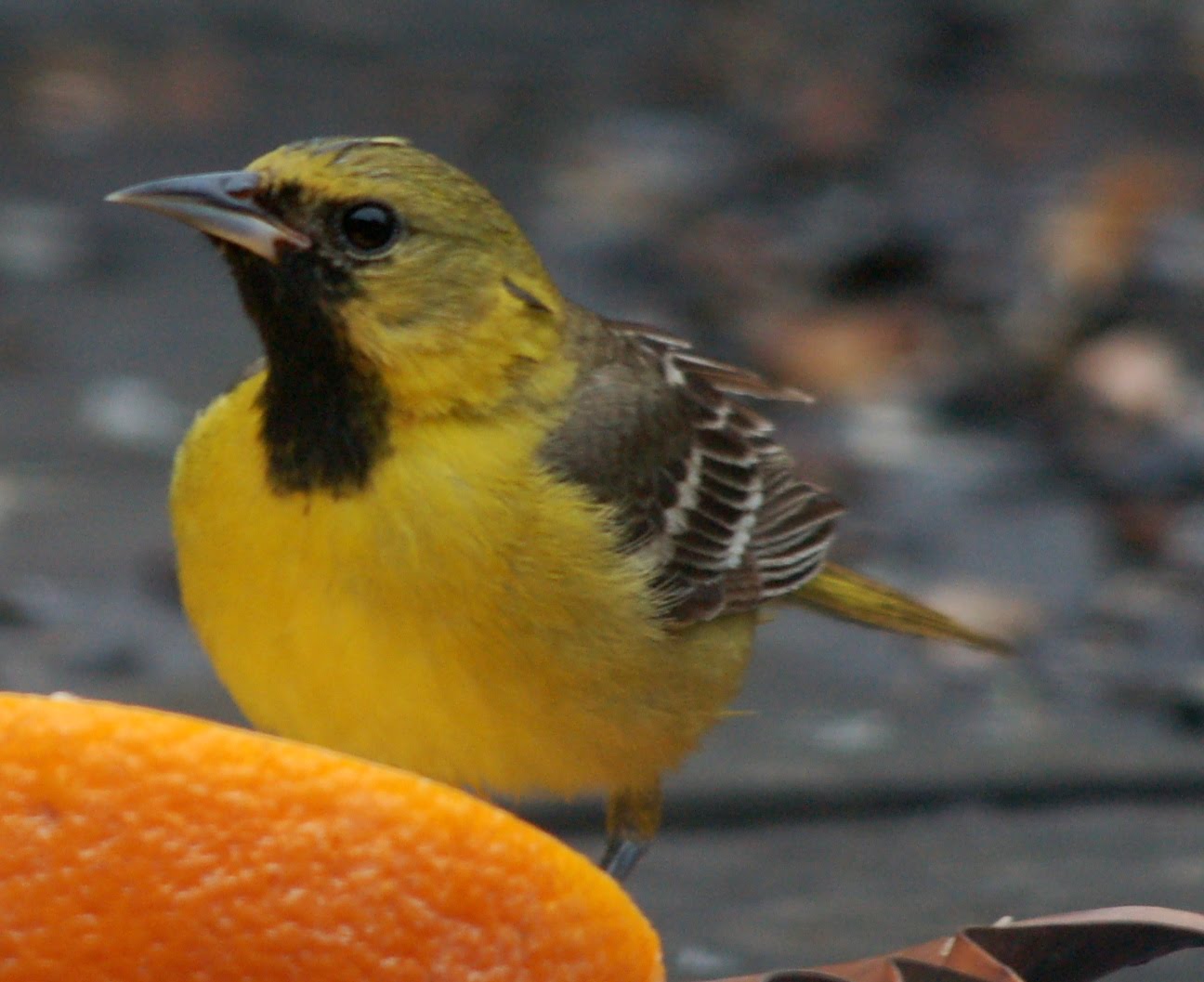 Q's Corner: Orchard Oriole