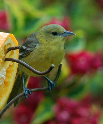 Q's Corner: Orchard Oriole