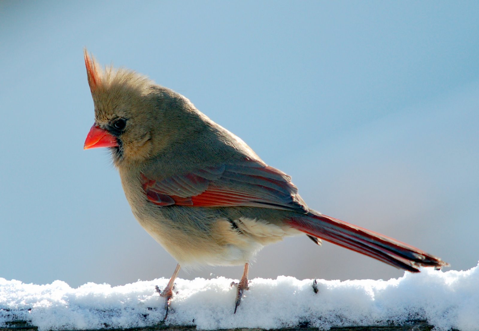 Q's Corner: Snow Birds