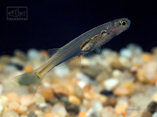 paedocypris progcnetica is the smallest fish