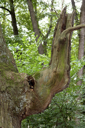 BAUMGESICHTER ORIGINALE: BAUMGESICHT - NASHORN ALEPH