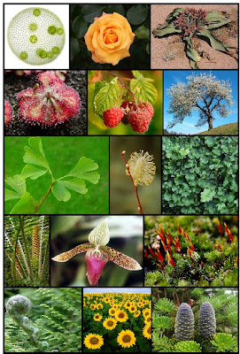 La botanica: La bOtAnIcA