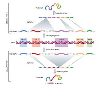 LASNEAUX: O que é splicing?